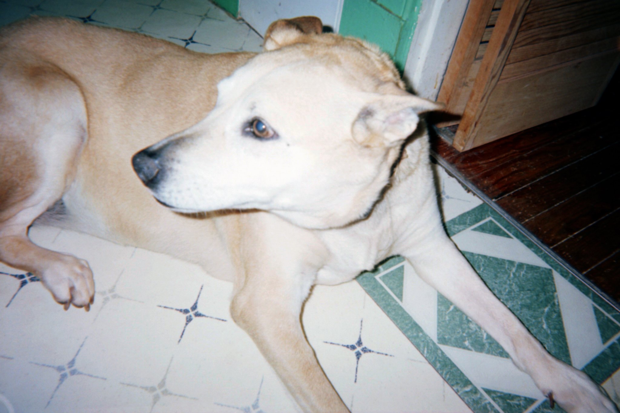 On the Death of My Beloved Dog Mandy - Robert Paul Reyes: Politics ...